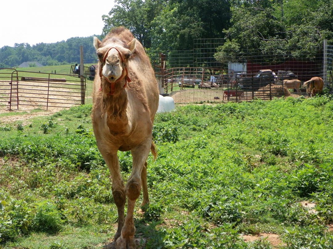 Top 8 Family Activities in Cape Girardeau, Missouri