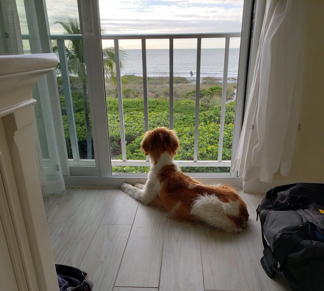Traveling With Pets: Planning Tips for a Safe Trip with Fido